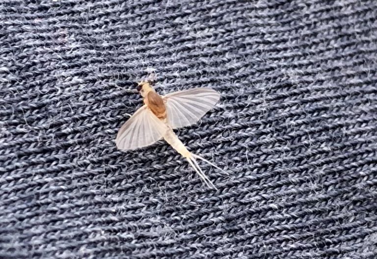 Mayflies 101: An Introduction To Different Types And Characteristics ...