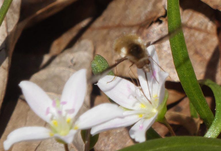 How To Identify And Manage Big Black Bugs That Look Like Bees - What's ...