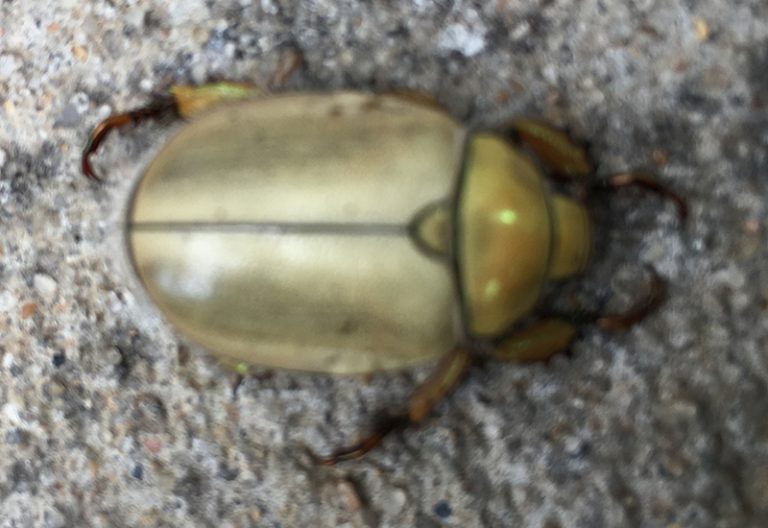 Goldsmith Beetle: All You Need To Know In A Nutshell - What's That Bug?