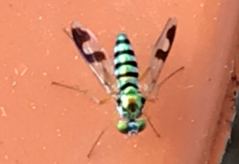 Unraveling The World Of Long Legged Flies: Essential Facts Revealed ...