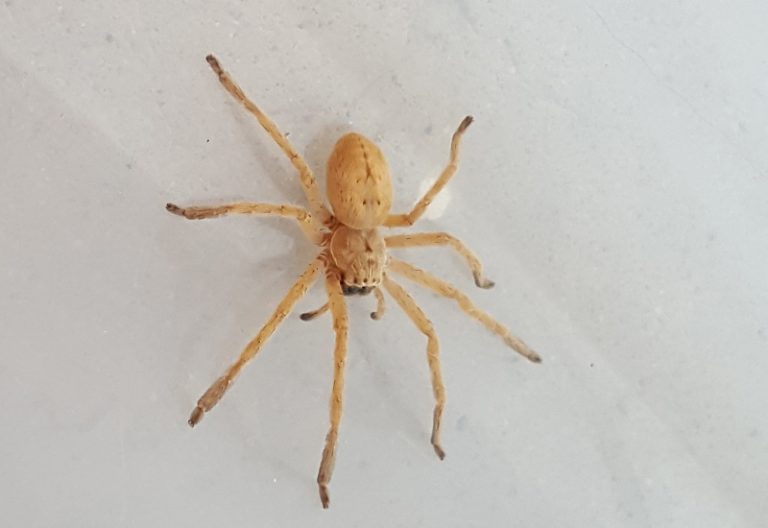 How Fast Is A Huntsman Spider? Can It Chase Down Humans? - What's That Bug?