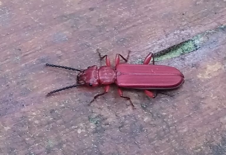 Red Flat Bark Beetle: Essential Facts and Tips - What's That Bug?