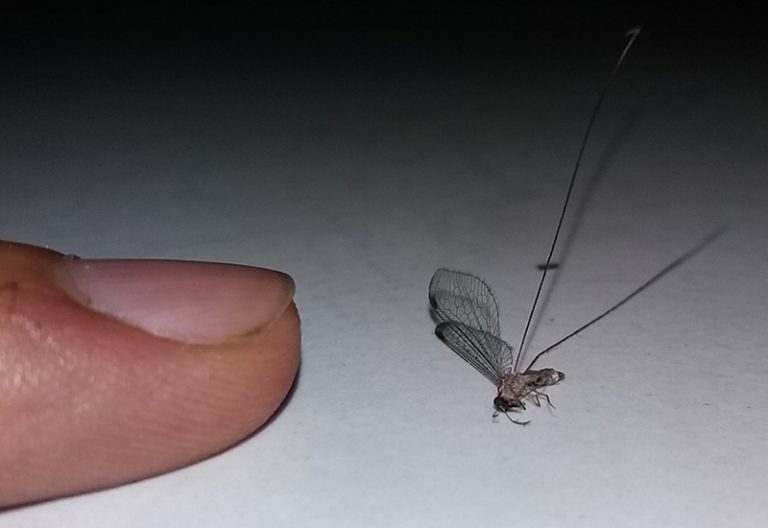 Lacewing Chronicles: Exploring The Marvels Of Nature's Pest Control ...