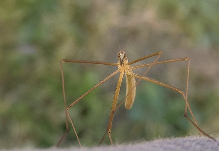 Delve Into The World Of The Scorpion Fly: Essential Insights Revealed ...