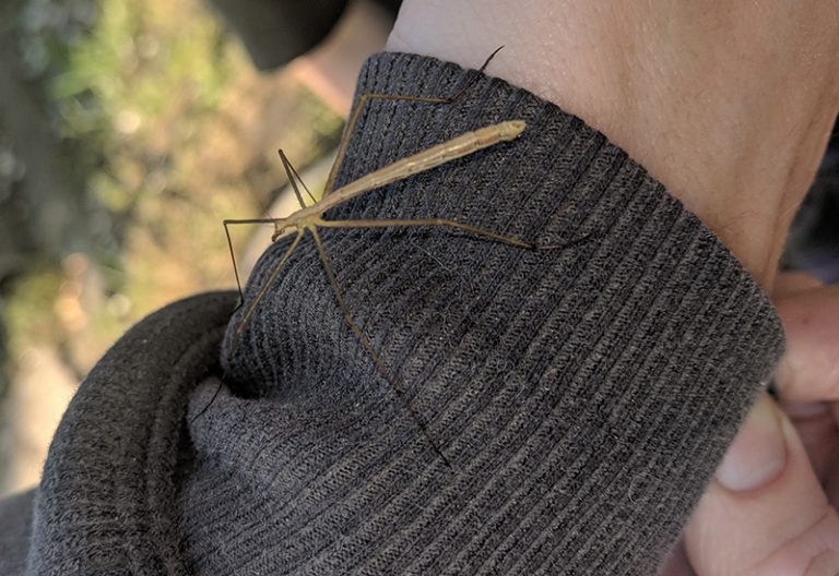 Scorpion Fly: Essential Facts and Insights Unveiled