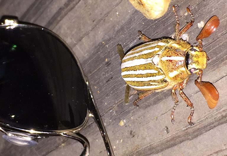 What Do June Beetles Eat: A Quick Guide To Their Diet - What's That Bug?