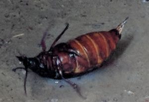 How To Get Rid Of Broad Necked Root Borer And 10 Proven Methods To Keep ...