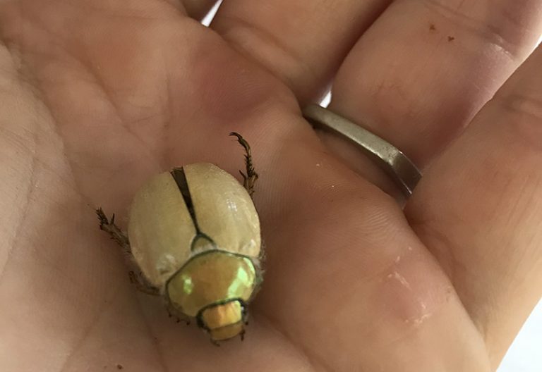 Goldsmith Beetle: All You Need To Know In A Nutshell - What's That Bug?