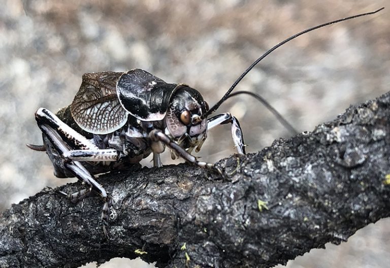 How Many Legs Do Crickets Have? A Quick Guide to Insect Anatomy - What ...