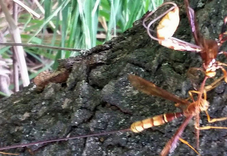 The Truth About Stump Stabber Wasps: More Bark Than Bite - What's That Bug?