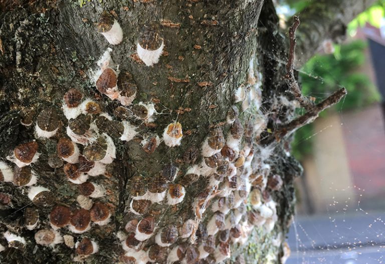 Scale Insect: All You Need To Know In A Quick, Friendly Guide - What's ...