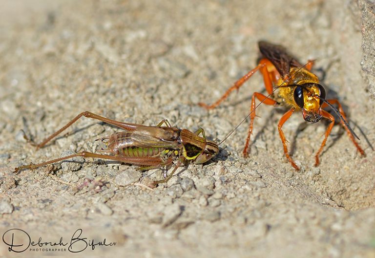 Do Digger Wasps Sting? Truth Revealed - What's That Bug?