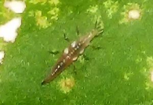 What Eats Aphids? Natural Pest Hunters - What's That Bug?