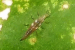What Eats Aphids? Natural Pest Hunters - What's That Bug?
