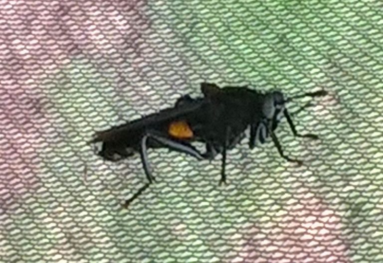 Mydas Fly Symbolism: Unveiling 7 Meanings Behind Spotting a Fly