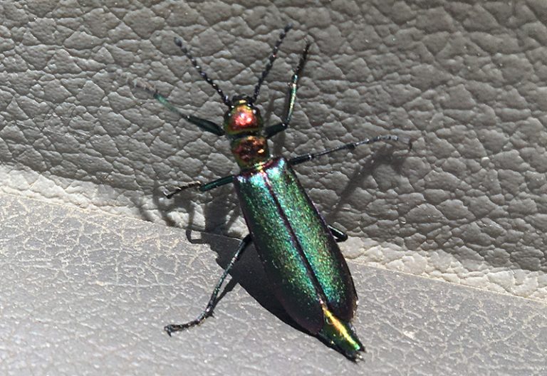 Blister Beetle: Quick Guide To Identify And Manage Infestations - What ...