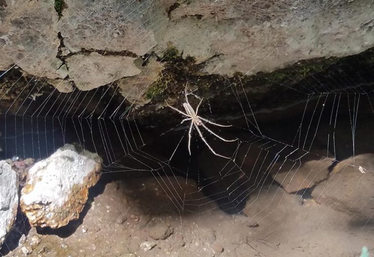 Orbweaver Spiders: A Guide to a Fulfilling Encounter