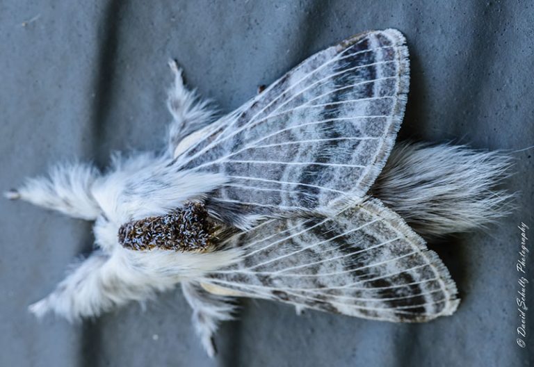 Tolype Moth: All You Need To Know - A Friendly Guide - What's That Bug?