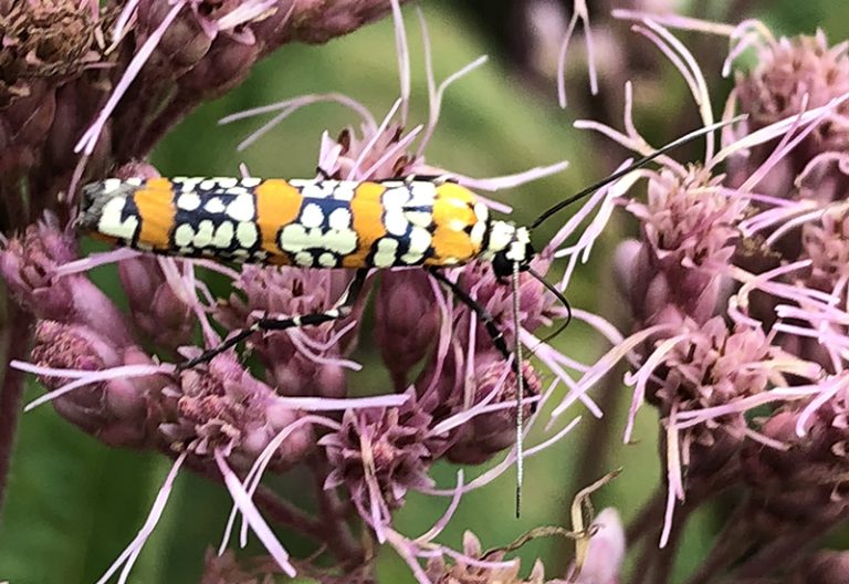Orange And White Spotted Moth: Discover Their Unique Characteristics ...