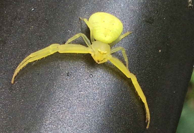 Crab Spiders In Colorado: What To Do And How To Coexist Safely - What's ...