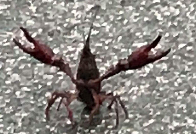 Crayfish Lifespan: Understanding How Long They Live - What's That Bug?