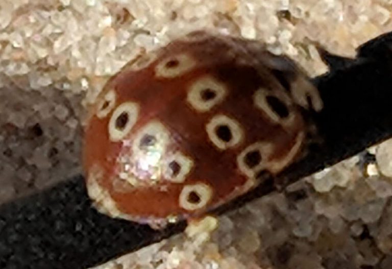 Are Ladybugs Poisonous? A Closer Look At The Orange Varieties - What's ...