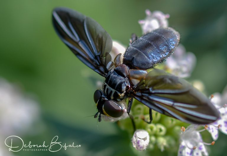 Feather Legged Fly 101: Essential Facts And Tips - What's That Bug?