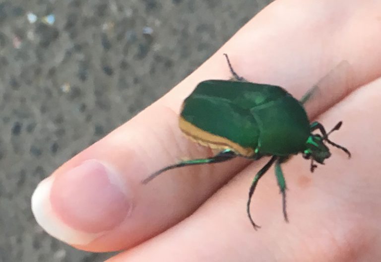 Figeater Beetle: All You Need To Know About This Flying Green Beetle ...