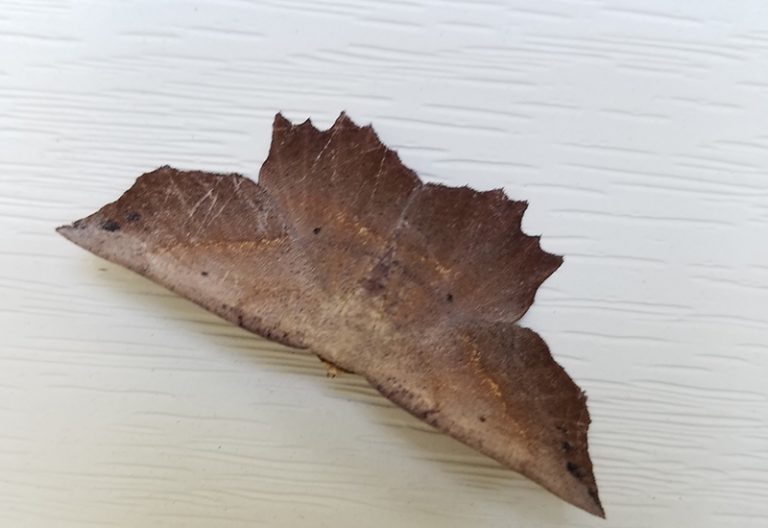 Geometer Moth: All You Need To Know In A Quick Guide - What's That Bug?