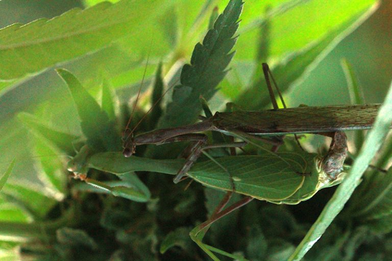 How Long Do Praying Mantis Live? Discover Their Fascinating Lifespan ...