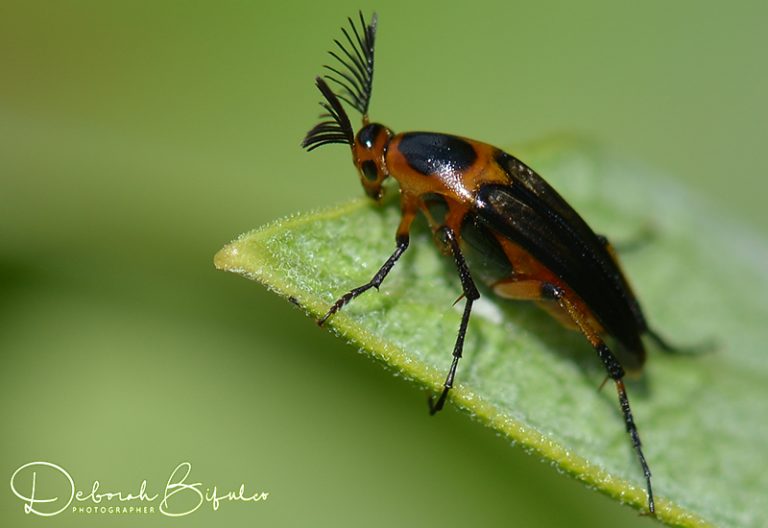 Ripiphoridae: All You Need To Know About These Intriguing Insects ...
