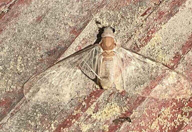 Mayfly Life Cycle: A Fascinating Journey Explained - What's That Bug?
