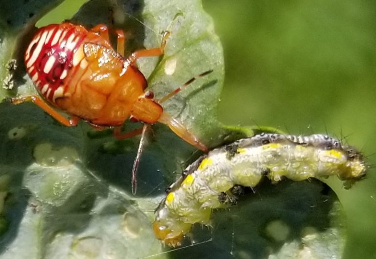 Caterpillar Predators: Who's On The Menu? Exploring Natural Predation ...
