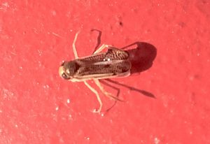 Backswimmer Vs Water Boatman: A Deep Dive Into Aquatic Insects - What's ...