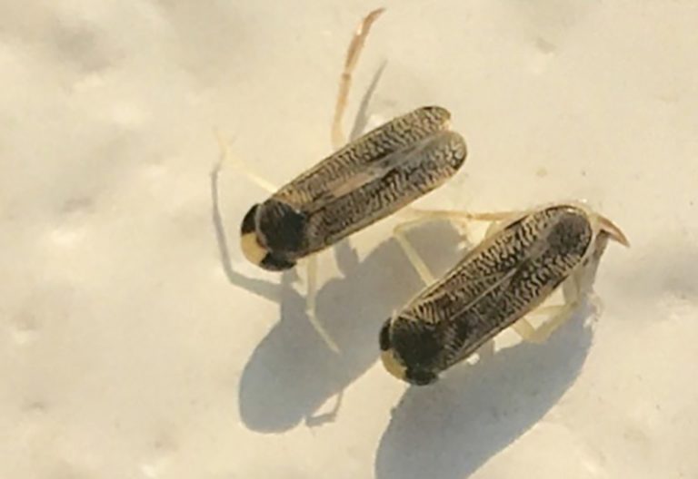 Water Boatmen: All You Need to Know - Discover These Fascinating ...