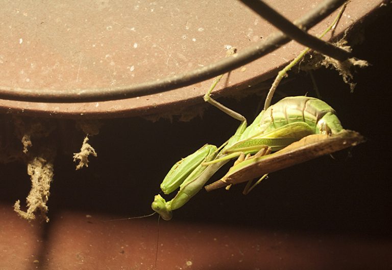 California Mantis: Understanding Its Behavior And Habitat - What's That ...