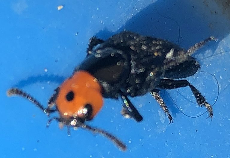 Devil's Coach Horse Beetle Bite: Is It Poisonous? - Facts & Myths ...