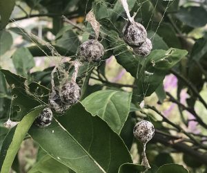 Everything You Need To Know About The Bolas Spider - What's That Bug?