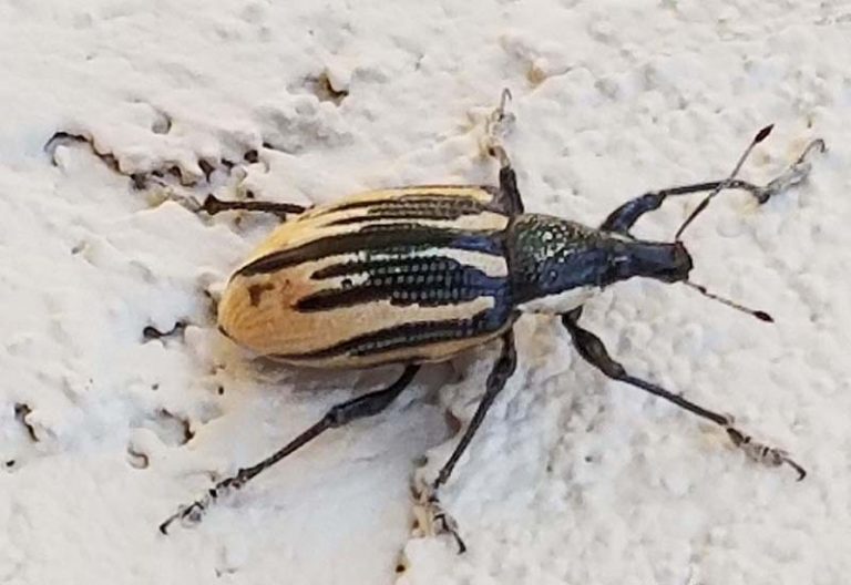 20 Brown Beetles With White Stripes - What's That Bug?