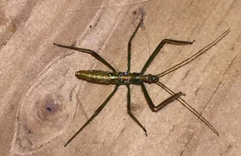 Assassin Bug Life Cycle: From Birth To Hunting Predator - What's That Bug?