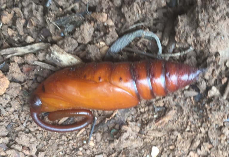 Pink Spotted Hawkmoth: Essential Facts for Enthusiasts - What's That Bug?