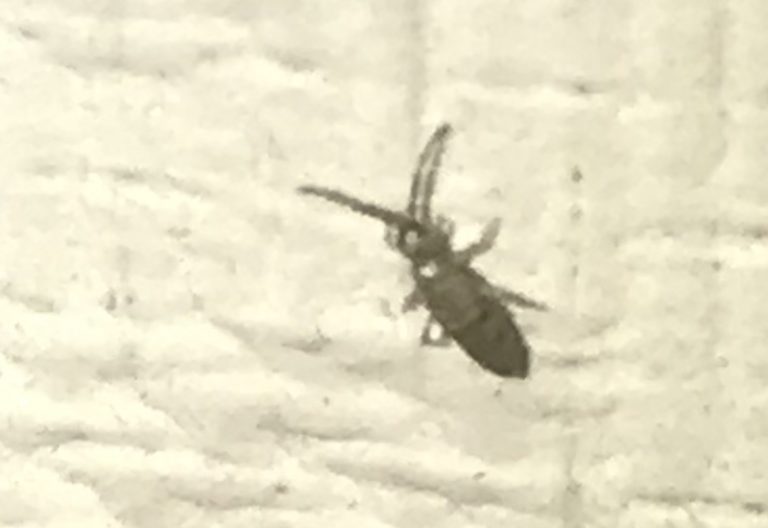 How To Get Rid Of Springtails Naturally? Helpful Tips - What's That Bug?