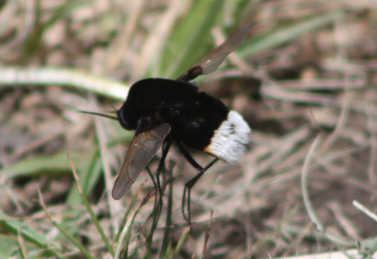 How To Identify And Manage Big Black Bugs That Look Like Bees - What's ...