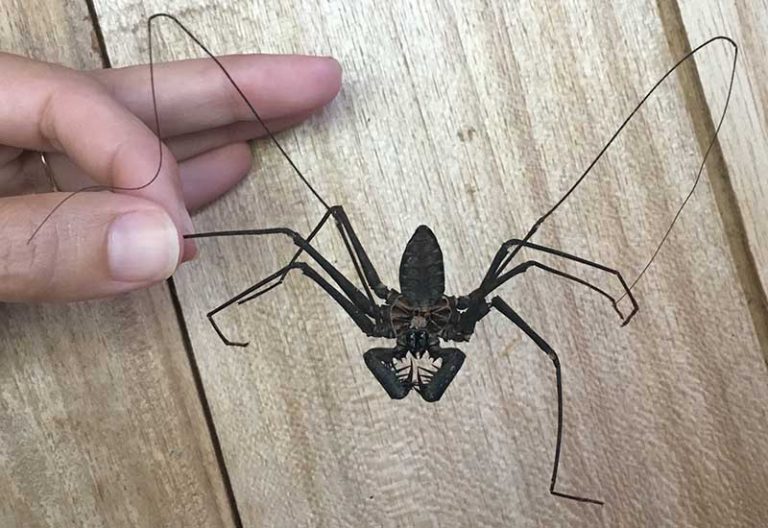 The Truth About Tailless Whip Scorpions: Do They Bite? - What's That Bug?