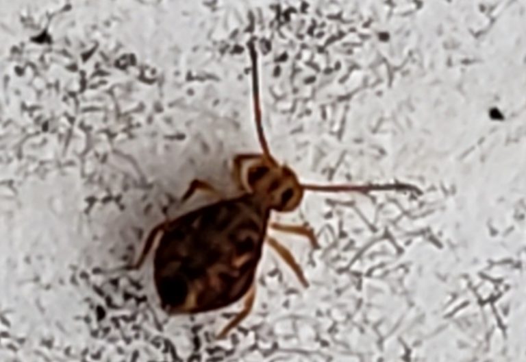 Springtail Feeding Made Easy: Essential Tips For Beginners - What's ...