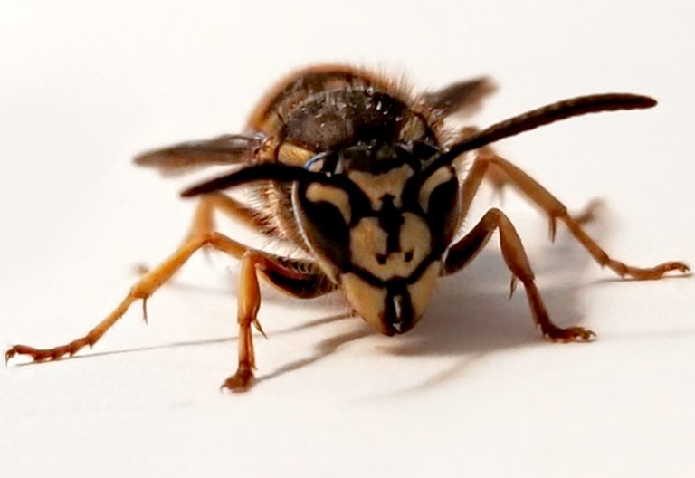 Yellow Jacket: All You Need To Know In A Nutshell - What's That Bug?