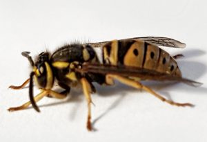 Yellow Jacket: All You Need to Know in a Nutshell - What's That Bug?