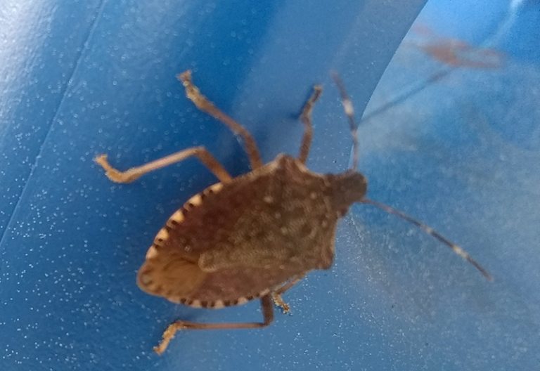 How To Get Rid Of Brown Marmorated Stink Bug: Effective Solutions For A ...