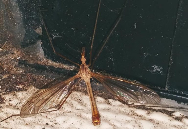 What Do Crane Flies Eat? A Quick Guide to their Diet - What's That Bug?