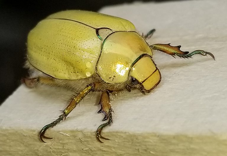 Goldsmith Beetle: All You Need To Know In A Nutshell - What's That Bug?